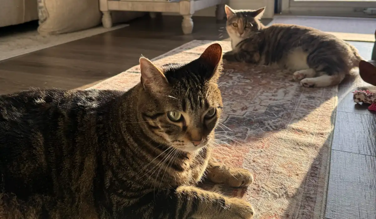 Why Getting a Second Cat Was the Best Decision and Things I Wish I Knew ...